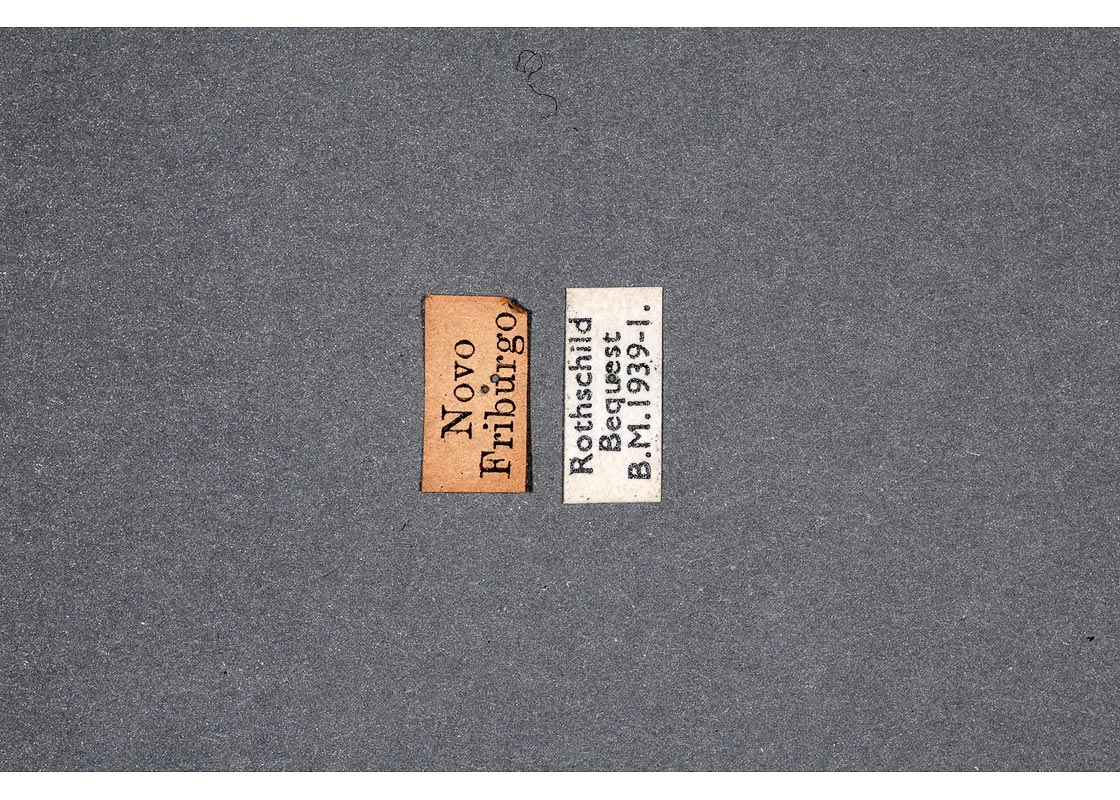 Mnaseas d. derasa (pinned specimens)
